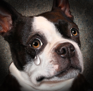 dog_crying_lightwise_123rf – Udit's Blog